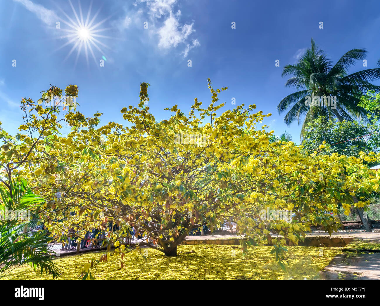 Ochna integerrima flower blooming in garden on outskirts. This is ...