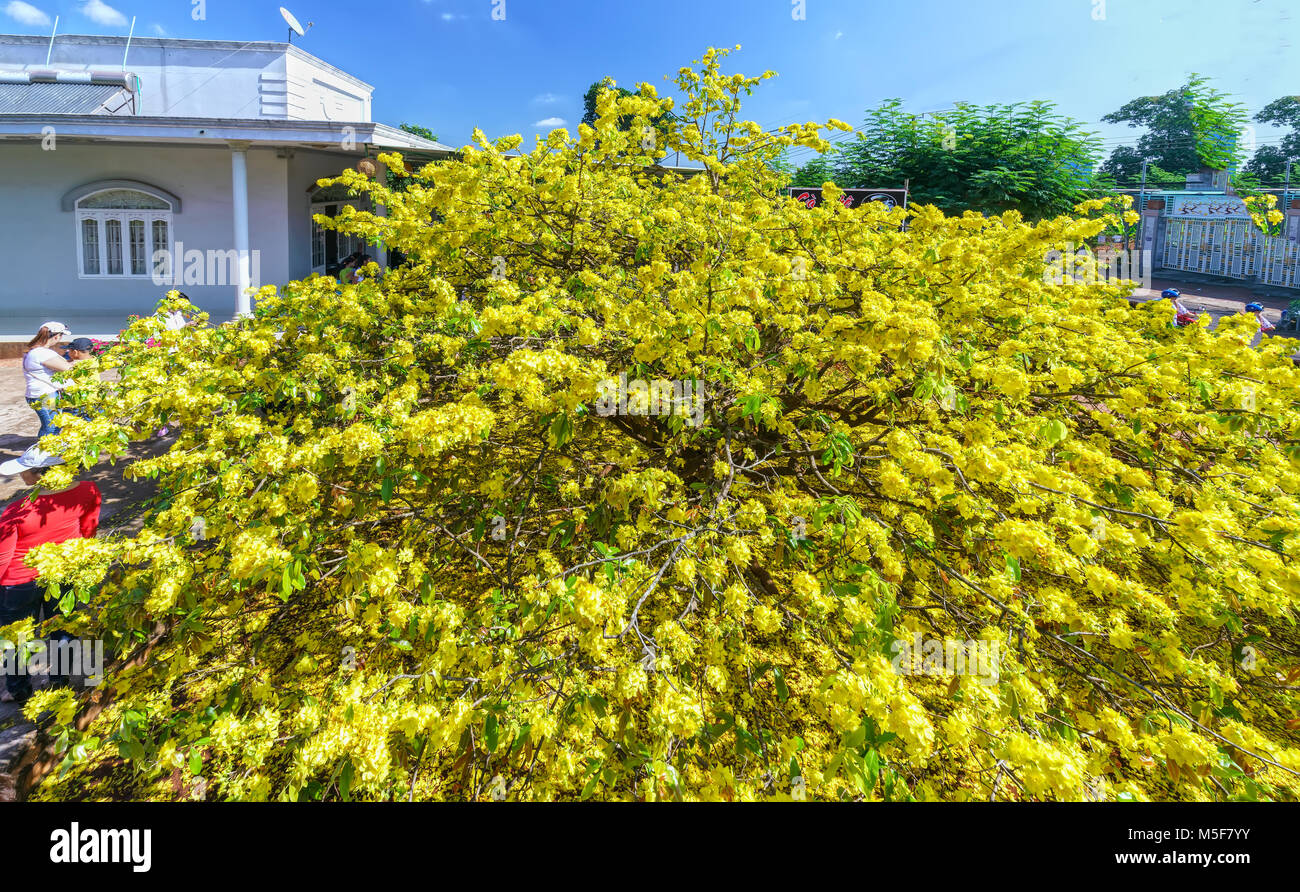 Ochna integerrima flower blooming in garden on outskirts. This is ...