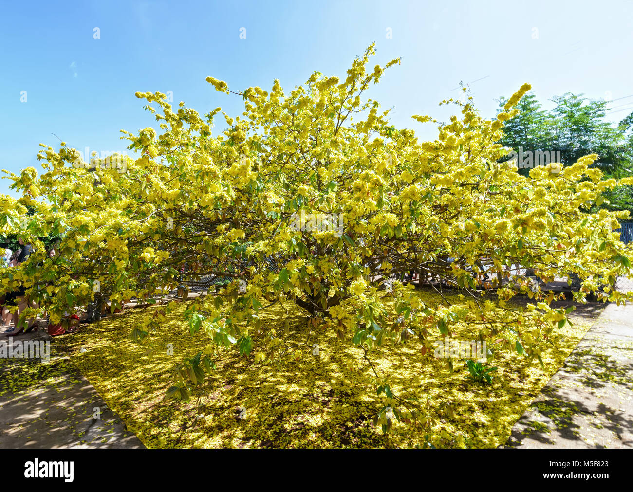 Ochna integerrima flower blooming in garden on outskirts. This is ...