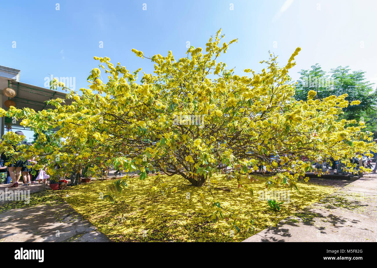 Ochna integerrima flower blooming in garden on outskirts. This is ...