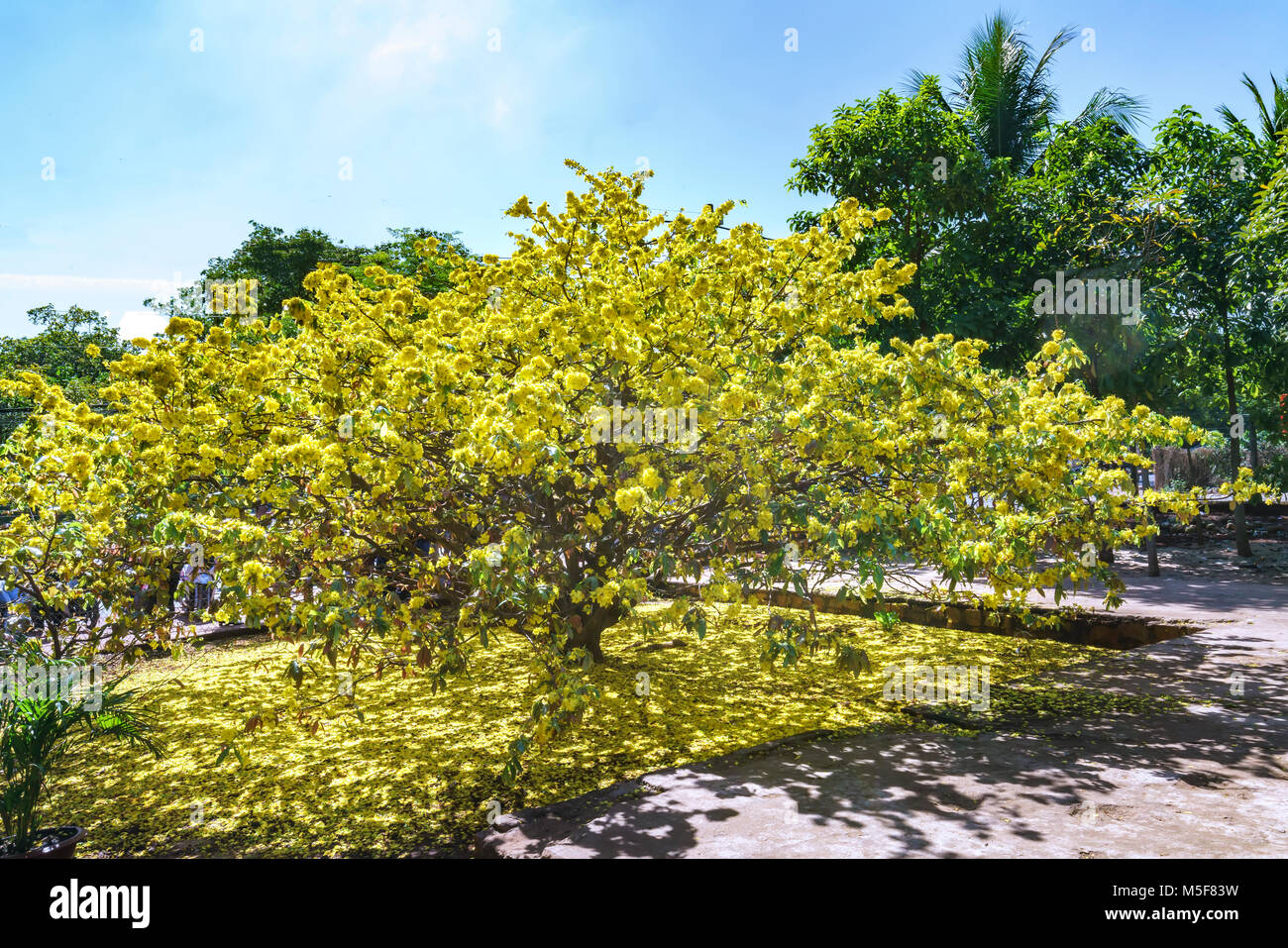 Ochna integerrima flower blooming in garden on outskirts. This is ...
