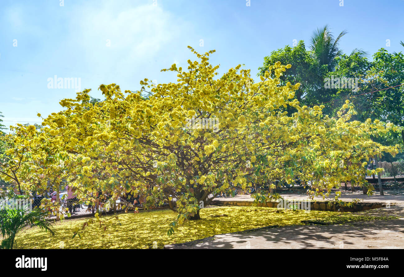 Ochna integerrima flower blooming in garden on outskirts. This is ...