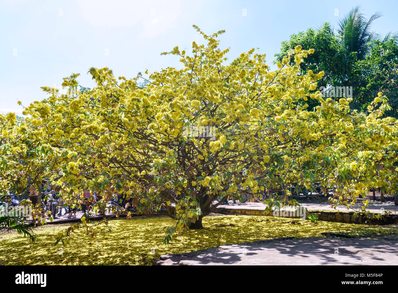 Ochna integerrima flower blooming in garden on outskirts. This is ...