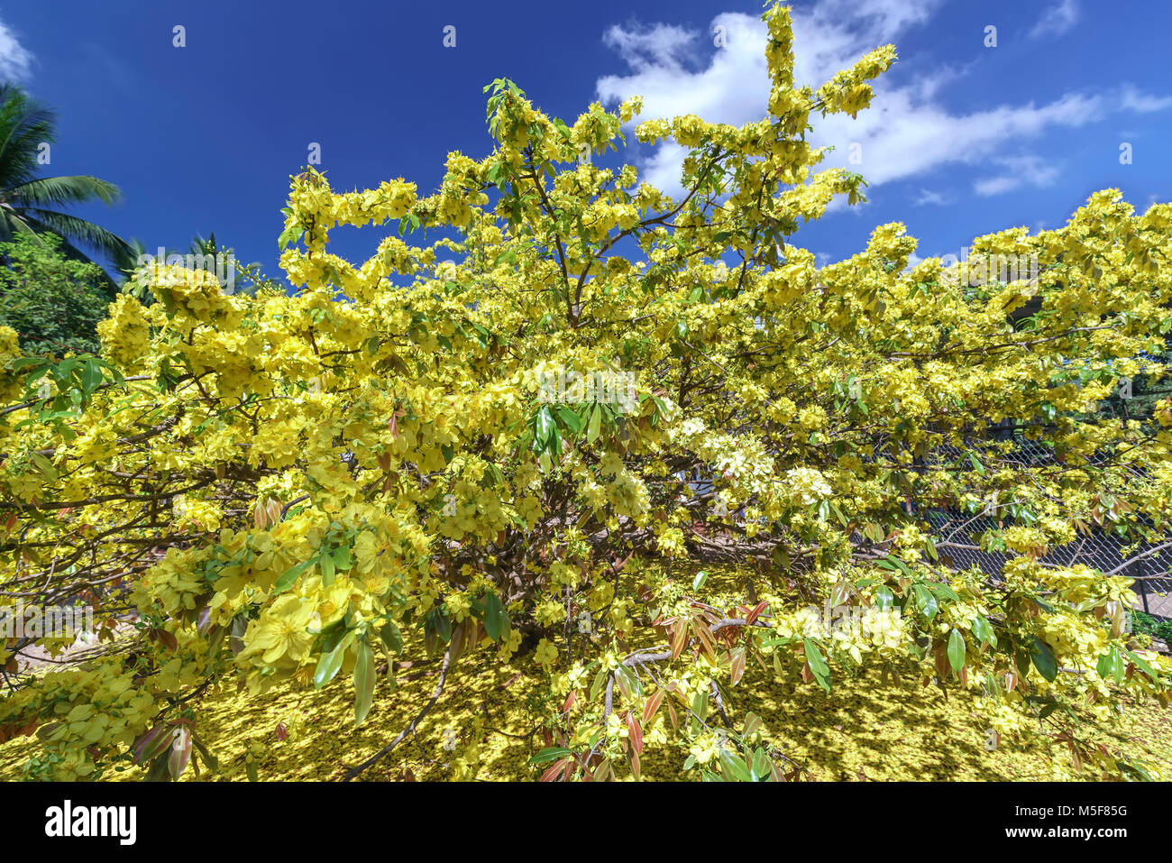 Ochna integerrima flower blooming in garden on outskirts. This is ...