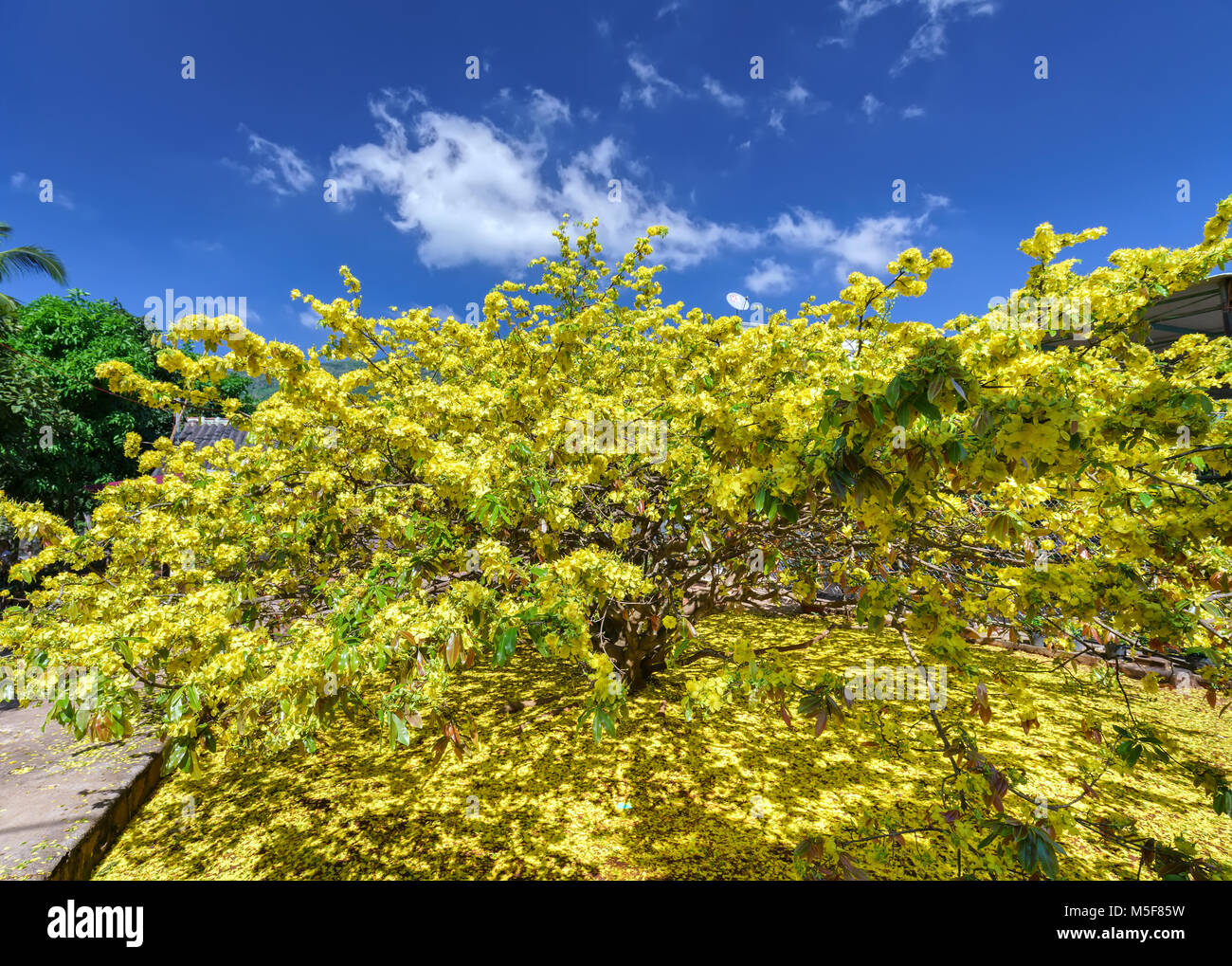 Ochna integerrima flower blooming in garden on outskirts. This is ...
