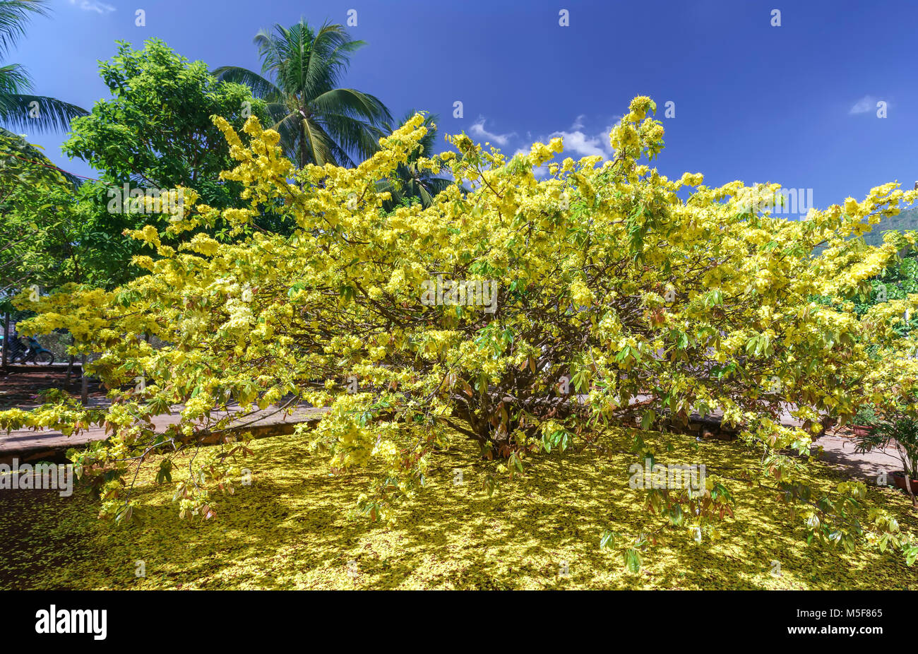 Ochna integerrima flower blooming in garden on outskirts. This is ...
