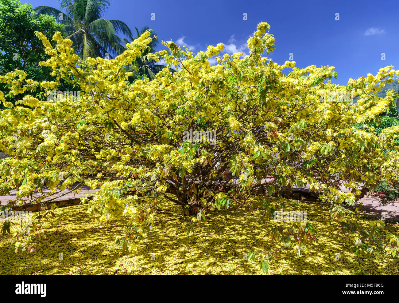 Ochna integerrima flower blooming in garden on outskirts. This is ...