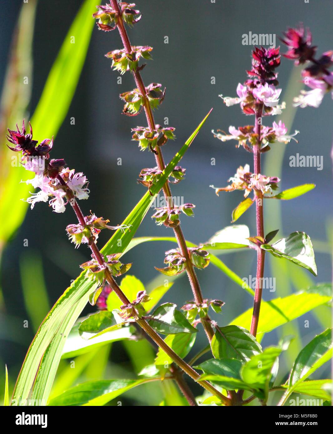 Cinnamon Basil plant Stock Photo - Alamy