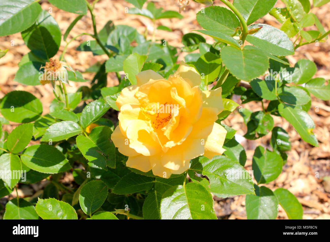 Yellow Floribunda Rose: Julia Child Rose Family Stock Photo - Alamy