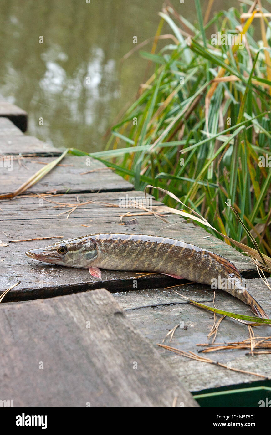 Freshwater Northern pike fish know as Esox Lucius on vintage wooden ...