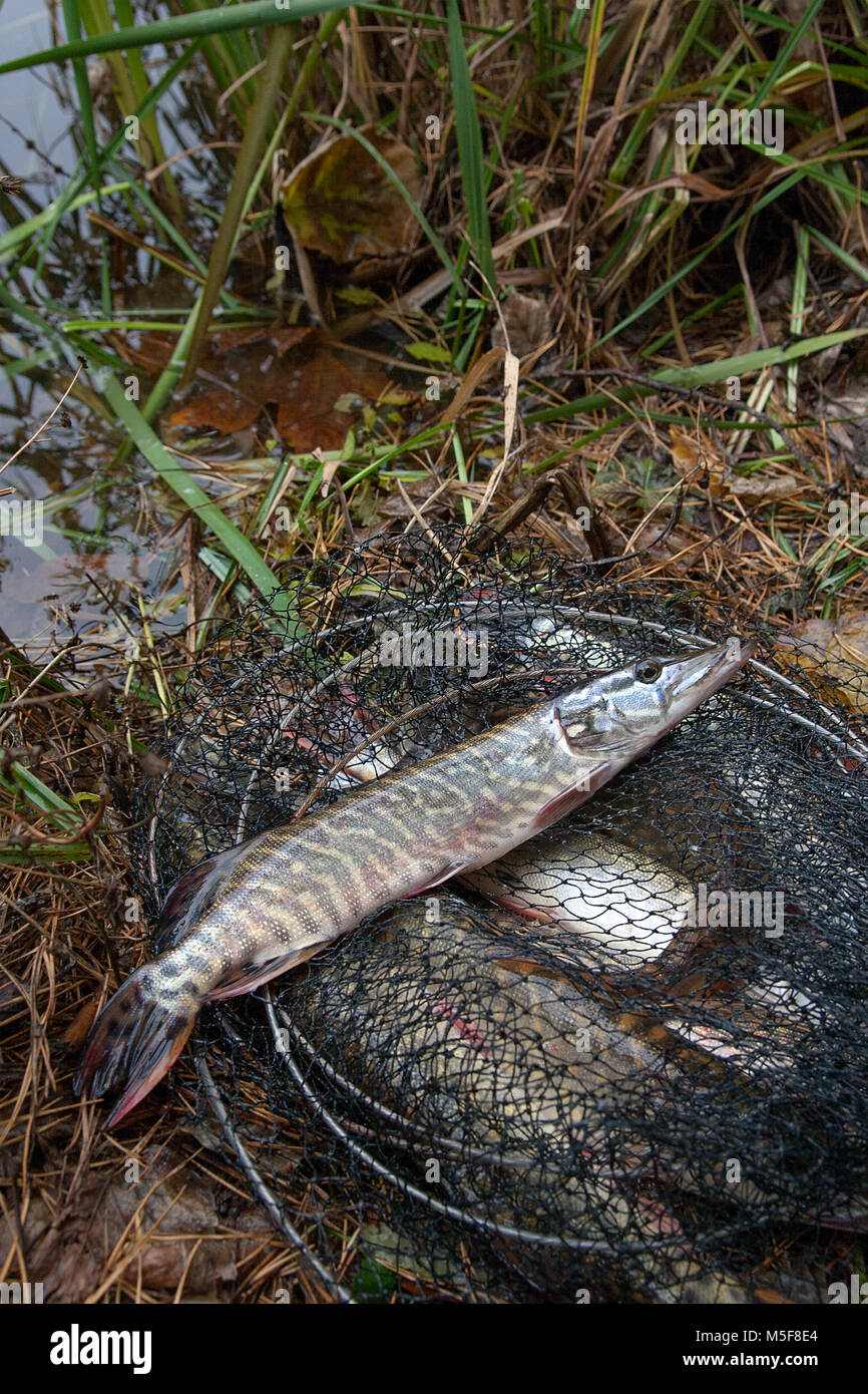 Freshwater Northern pike fish know as Esox Lucius lying in landing net ...