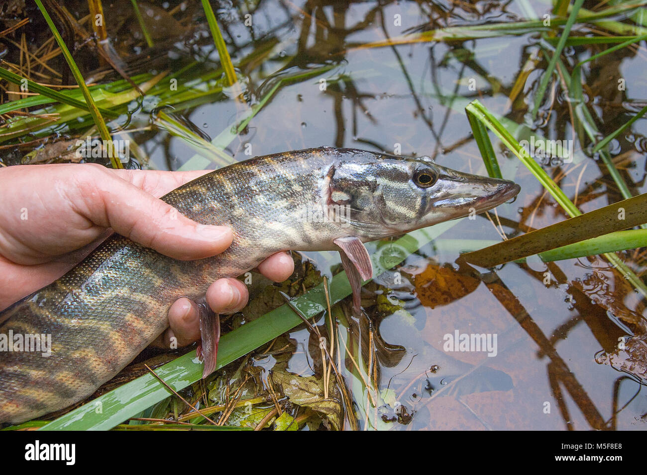 Freshwater Northern pike fish know as Esox Lucius in mans hand. Fishing ...