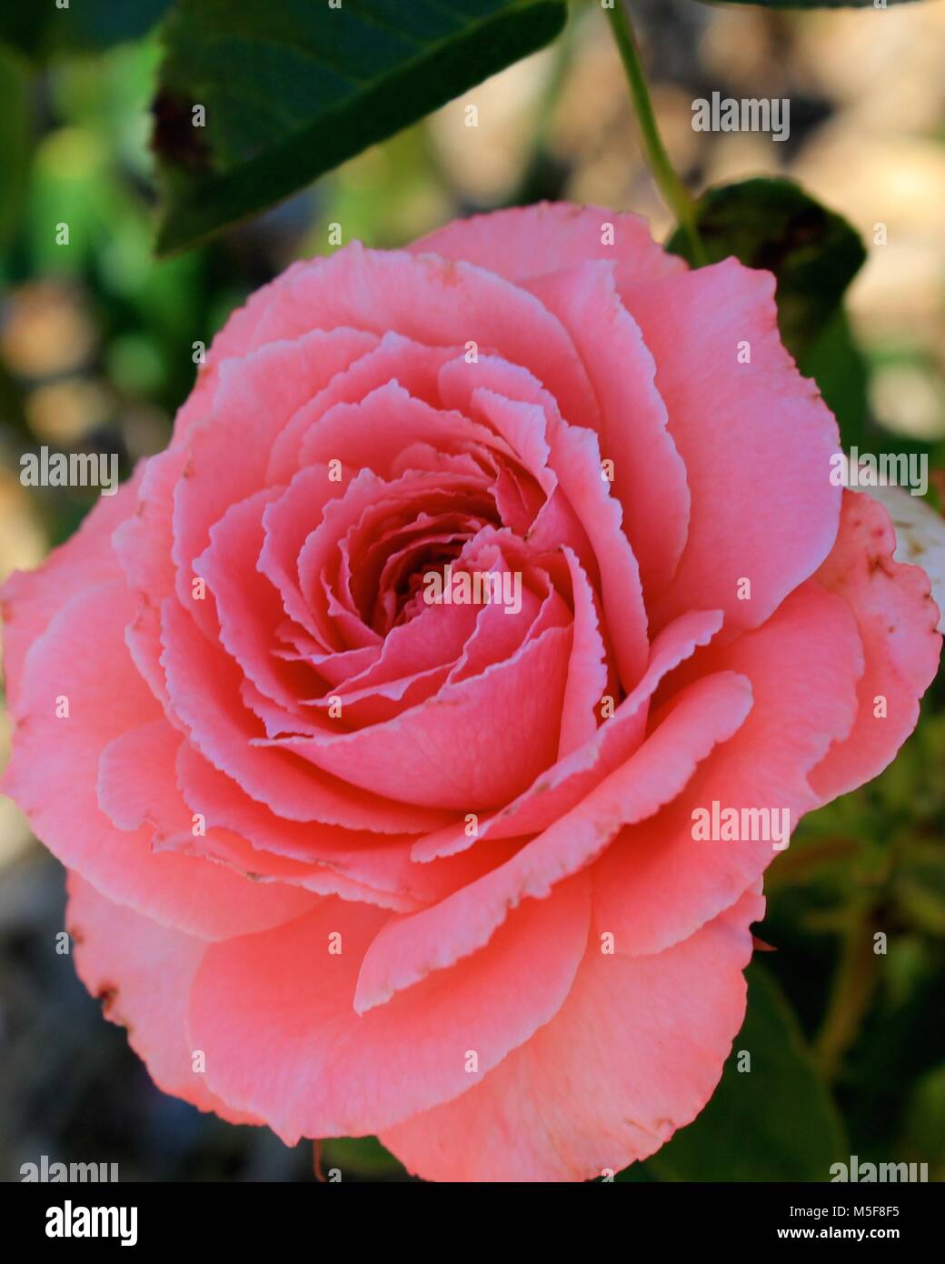 Bewitched Tea Rose Stock Photo - Alamy