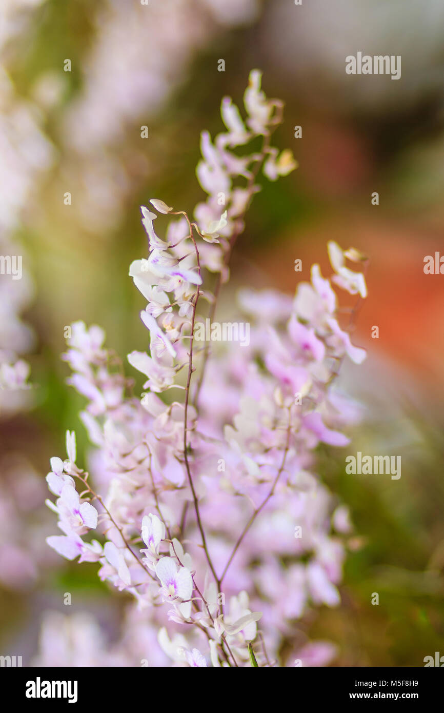 Beautiful Ionopsis orchid, Purple Orchid, or Ionopsis paniculata ...