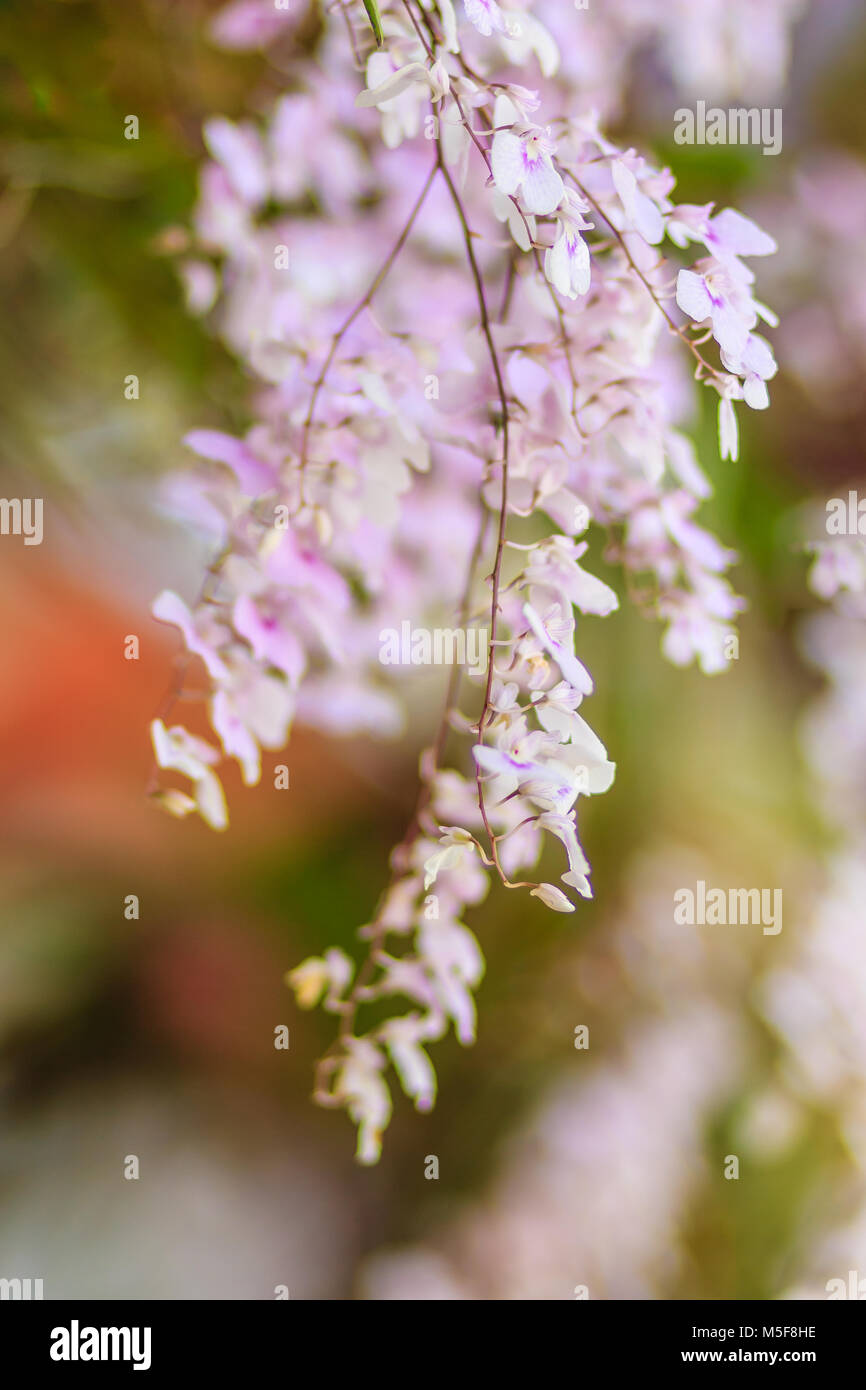 Beautiful Ionopsis orchid, Purple Orchid, or Ionopsis paniculata ...