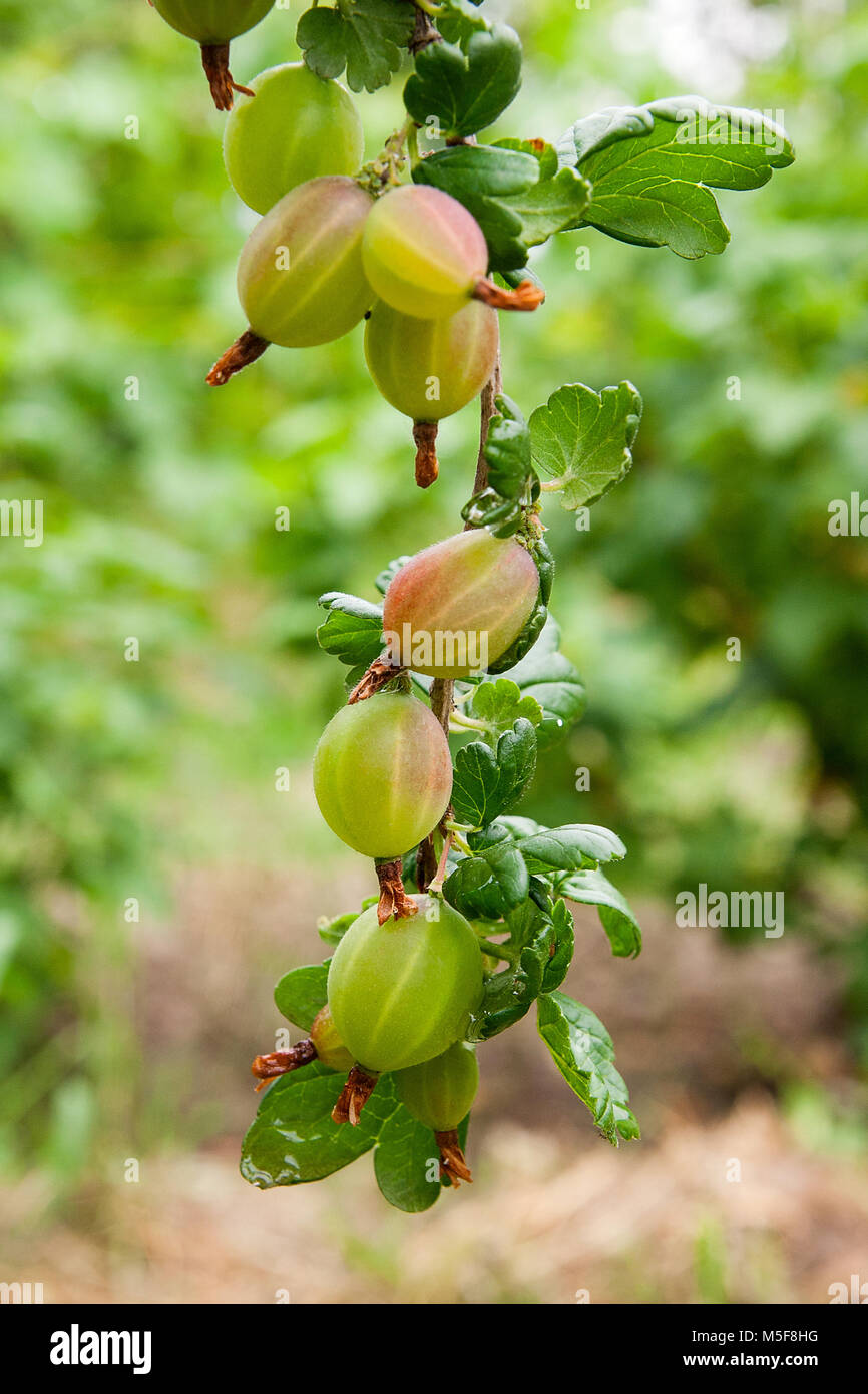 View to fresh green gooseberries on a branch of gooseberry bush in the ...