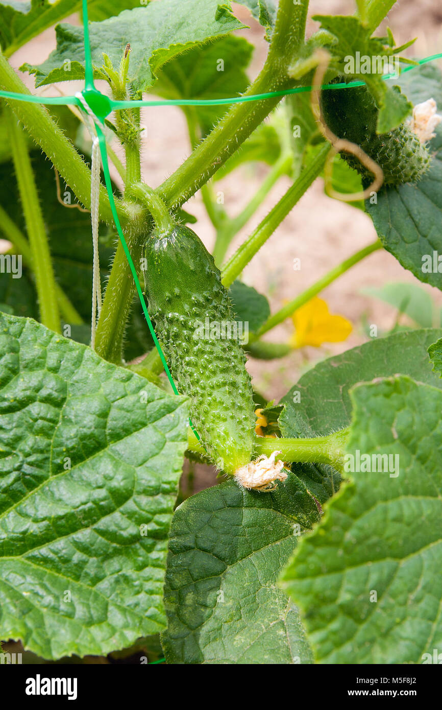 A cucumber in a bush outdoors. How to grow a cucumber plant in a garden ...