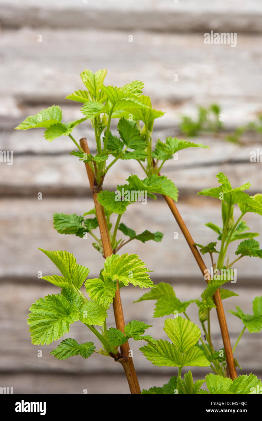 Branch with green leaves of raspberry and young colourful leaves in the ...