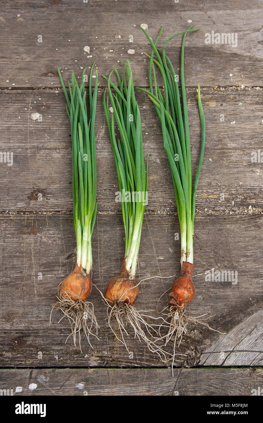Spring onions are rich in vitamins,minerals and natural compound. Green ...