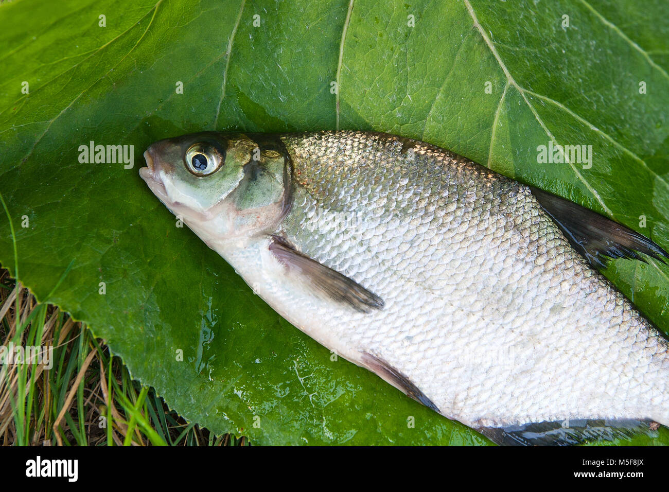 Just taken from the water freshwater common bream known as bronze bream ...