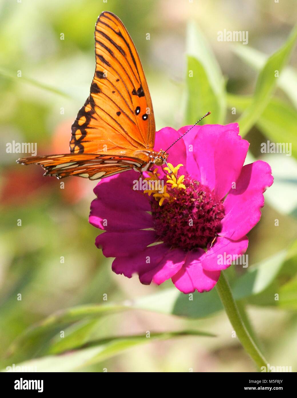 Gulf Fritillary Butterfly Scientific name: Agraulis vanilliae other ...