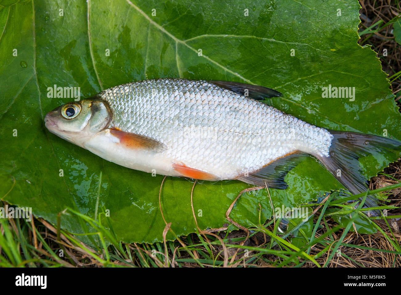 White bream blicca bjoerkna hi-res stock photography and images - Alamy
