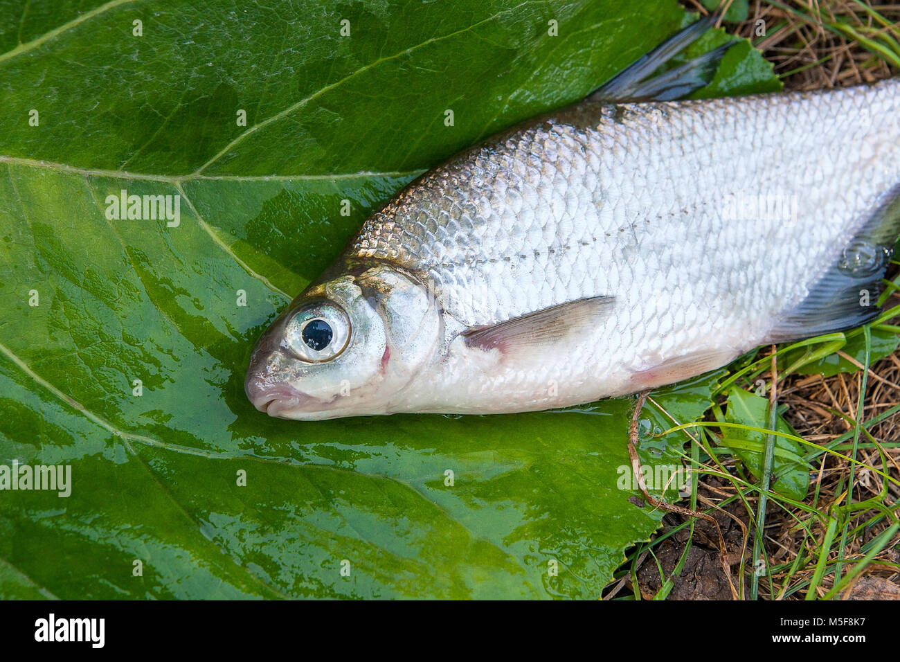 Close up view of the just taken from the water freshwater white bream ...