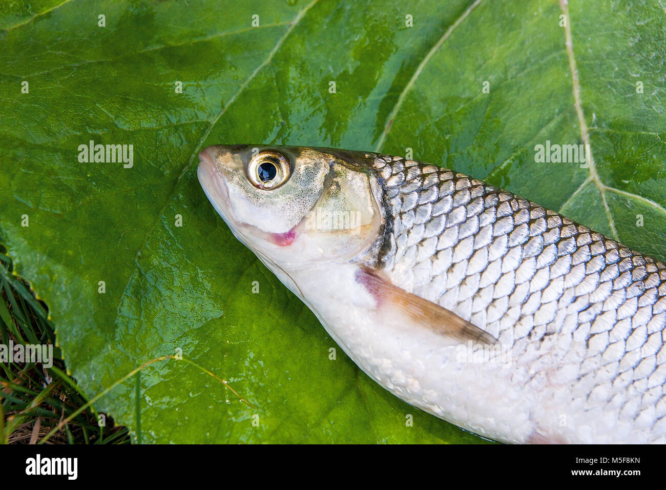 Chub fish hi-res stock photography and images - Alamy