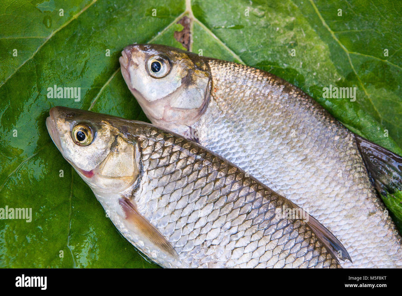 Several just taken from the water freshwater common bream known as ...