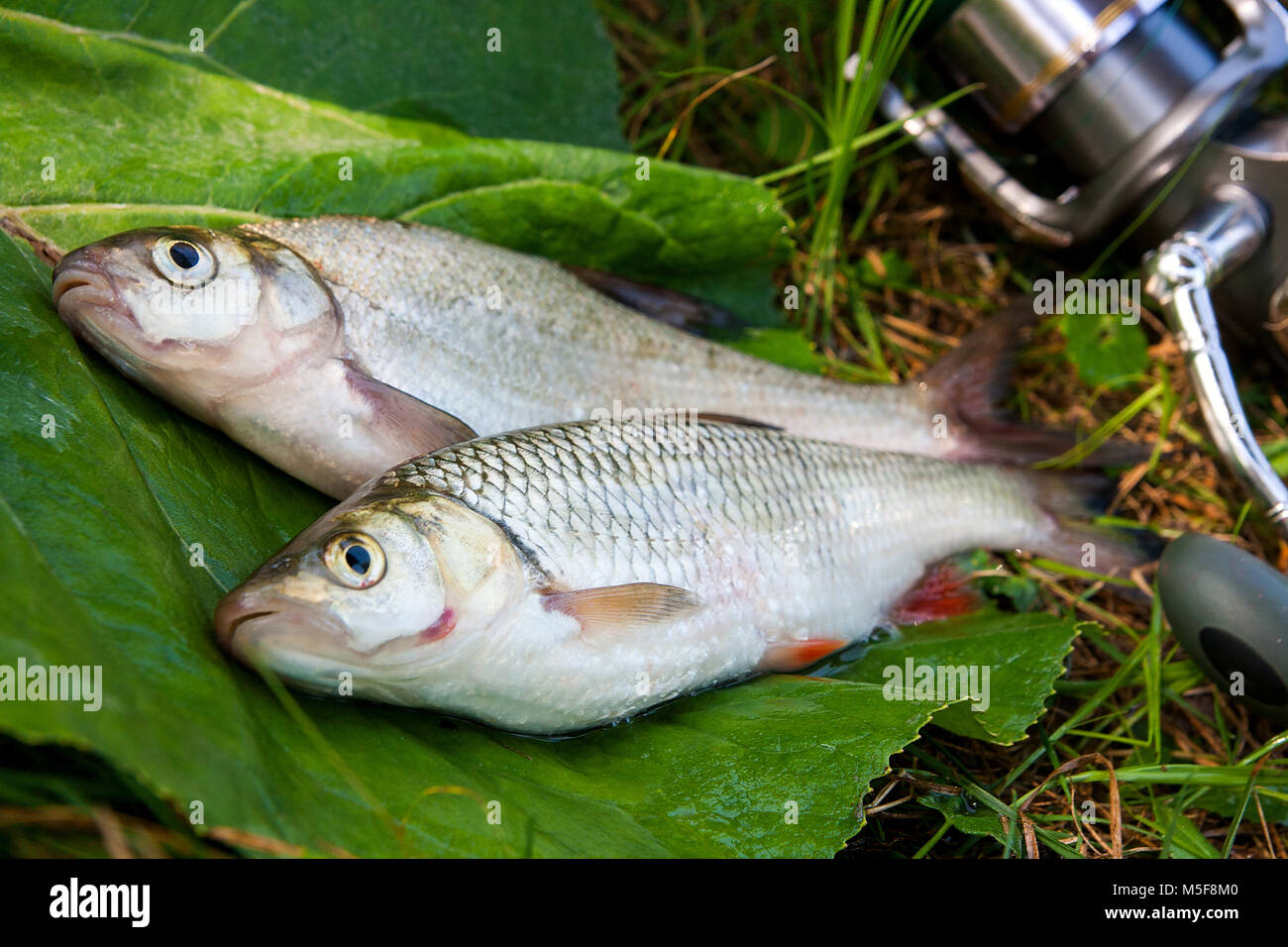 Several just taken from the water freshwater common bream known as ...