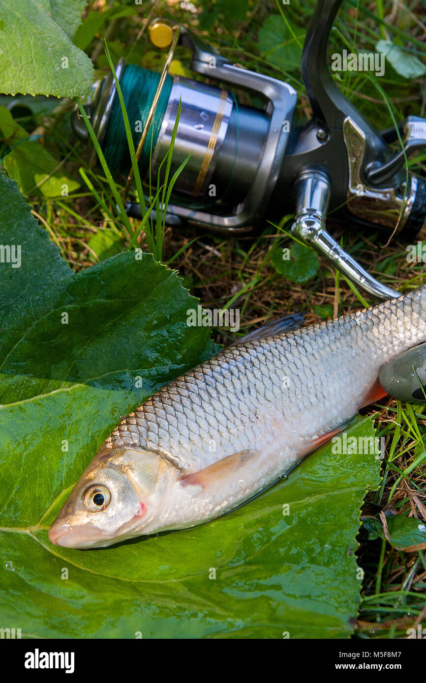 Close up view of the just taken from the water freshwater chub fish ...