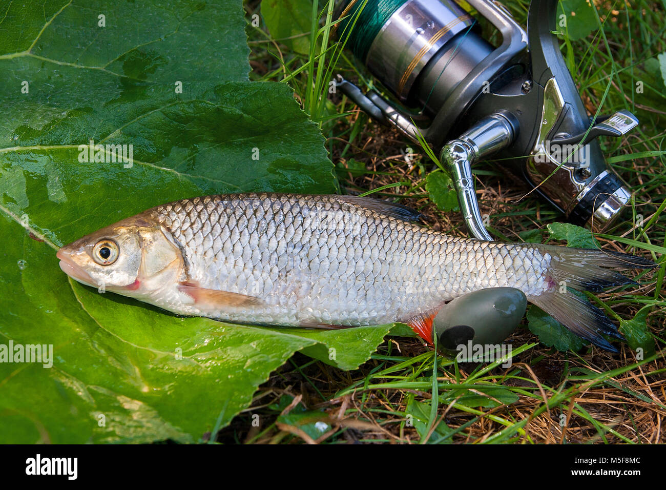 Close up view of the just taken from the water freshwater chub fish ...