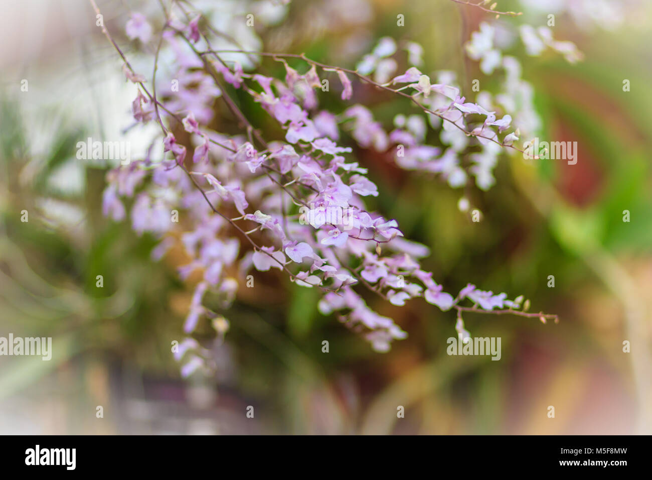 Beautiful Ionopsis orchid, Purple Orchid, or Ionopsis paniculata ...