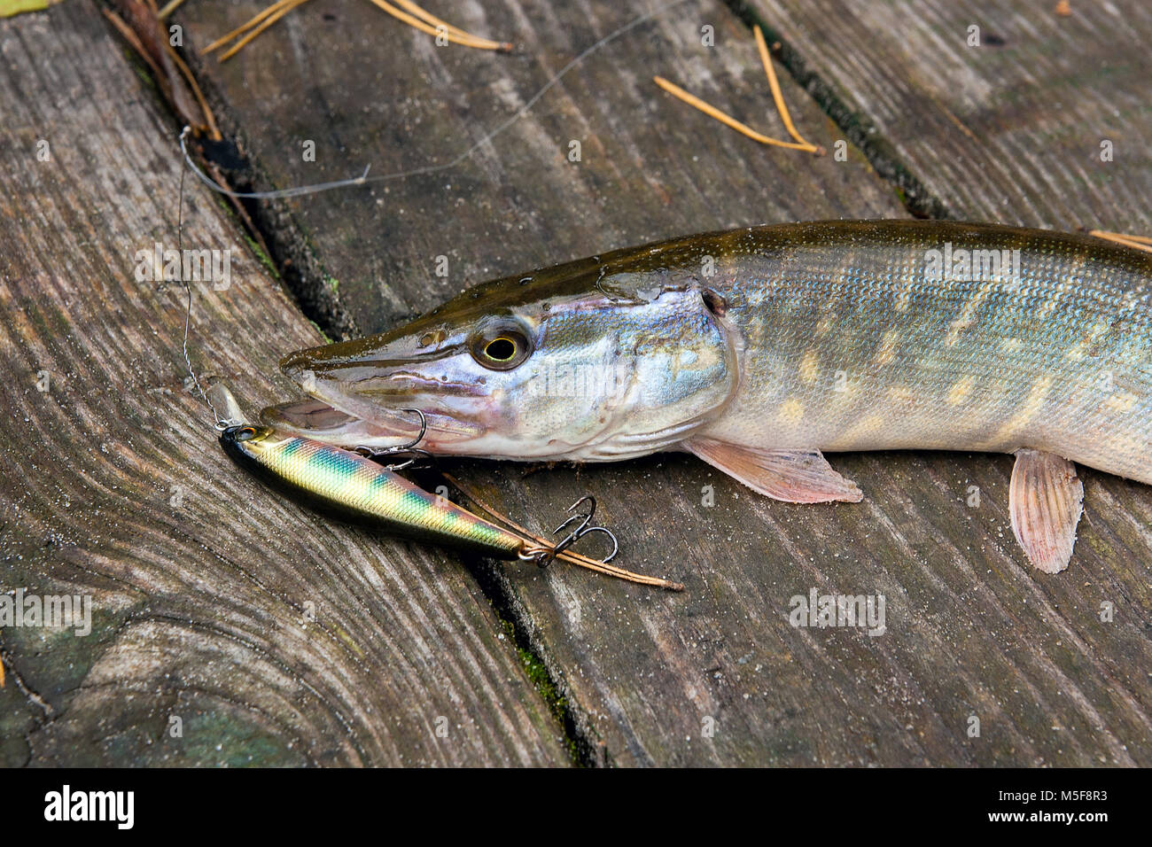 Freshwater Northern pike fish know as Esox Lucius lying on vintage wooden background with yellow ...