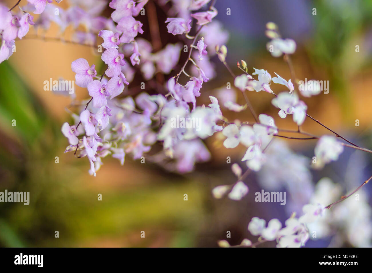 Beautiful Ionopsis orchid, Purple Orchid, or Ionopsis paniculata ...