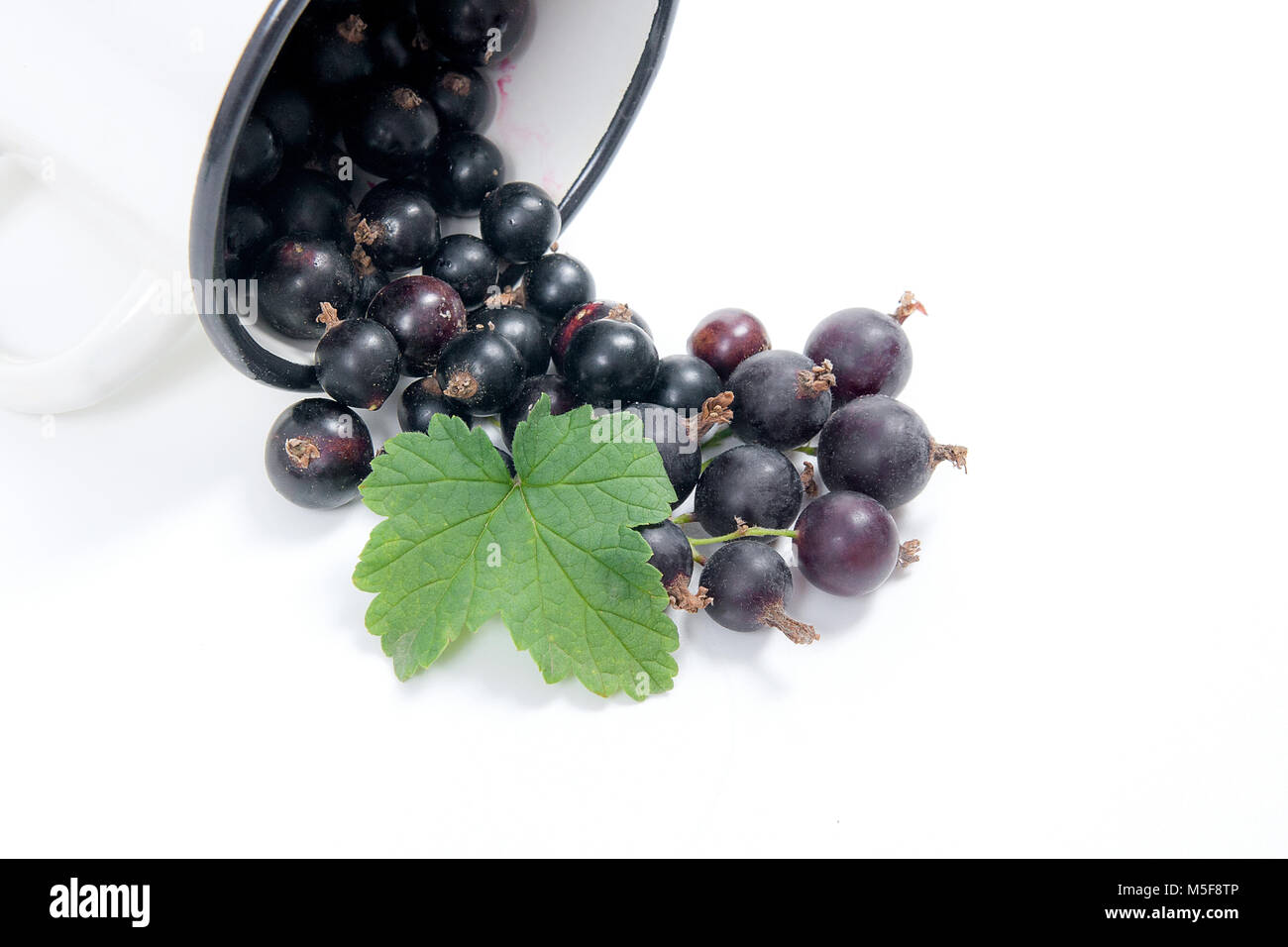 Close up view of white cup with black currant berry isolated on white ...
