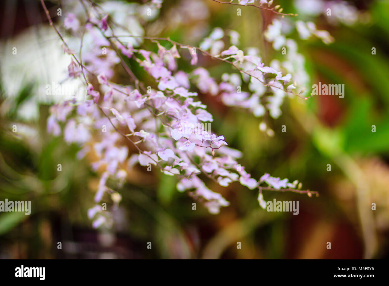 Beautiful Ionopsis orchid, Purple Orchid, or Ionopsis paniculata ...
