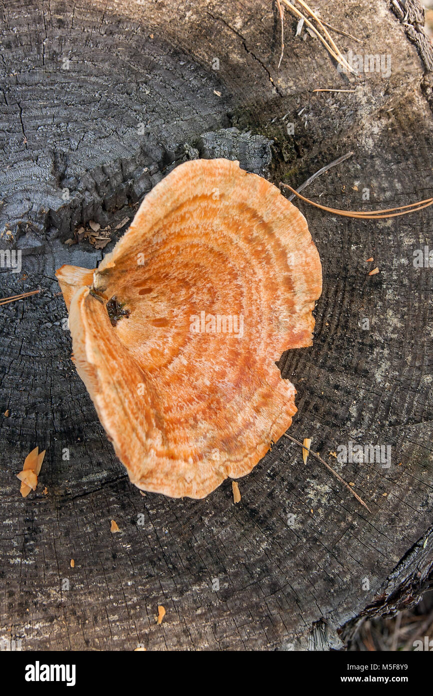 Harvested at autumn amazing edible mushroom Saffron Milk Cap known as ...