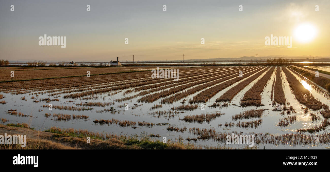 Flooded rice fields at dusk, wide angle Stock Photo - Alamy