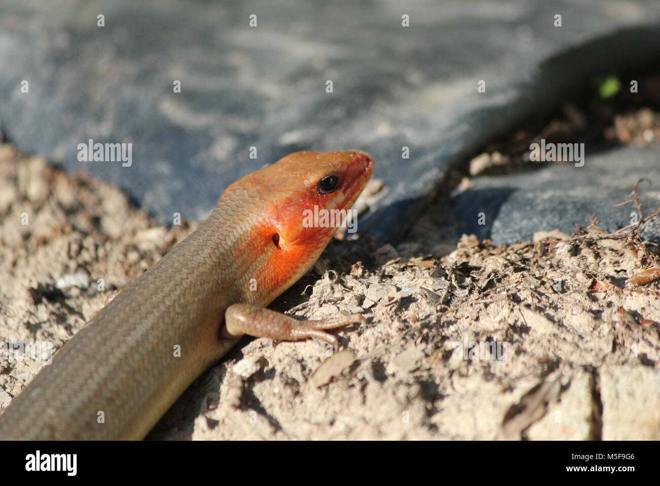 Close up of an adult skink hi-res stock photography and images - Alamy