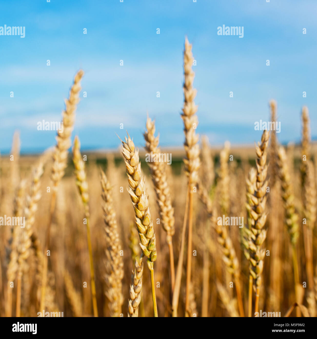 Detail of Wheat Field Before the Harvest Stock Photo - Alamy