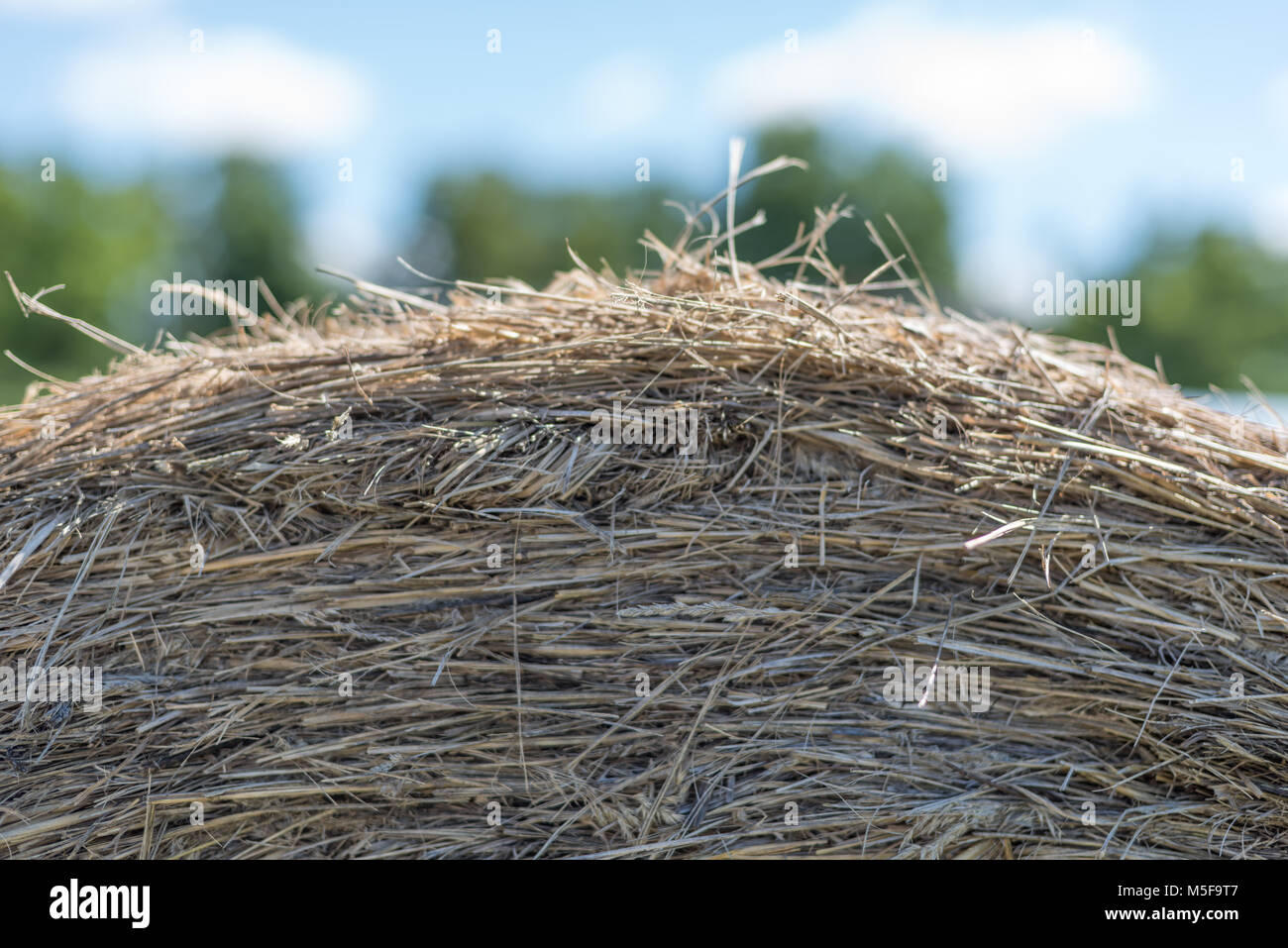 Hay bales (or haybales) chaff in stubble field under fluffy blue sky ...