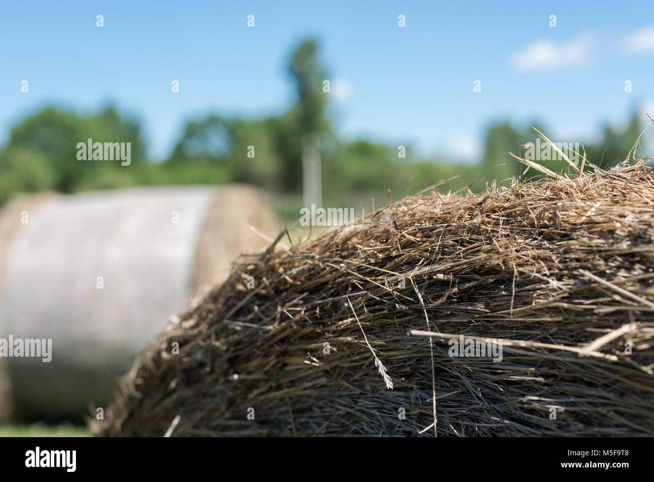 Hay bales (or haybales) chaff in stubble field under fluffy blue sky ...