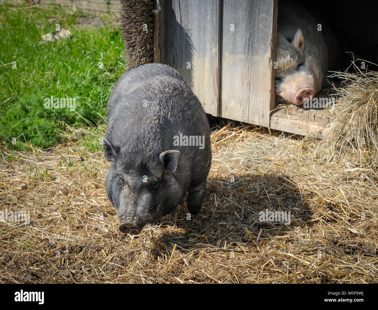 Two Vietnamese pot bellied pigs (Sus scrofa f. domestica) on a farm ...