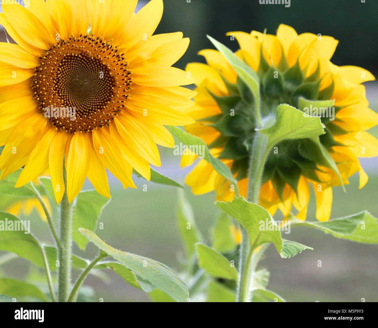 Front and Backside of sunflowers Stock Photo - Alamy
