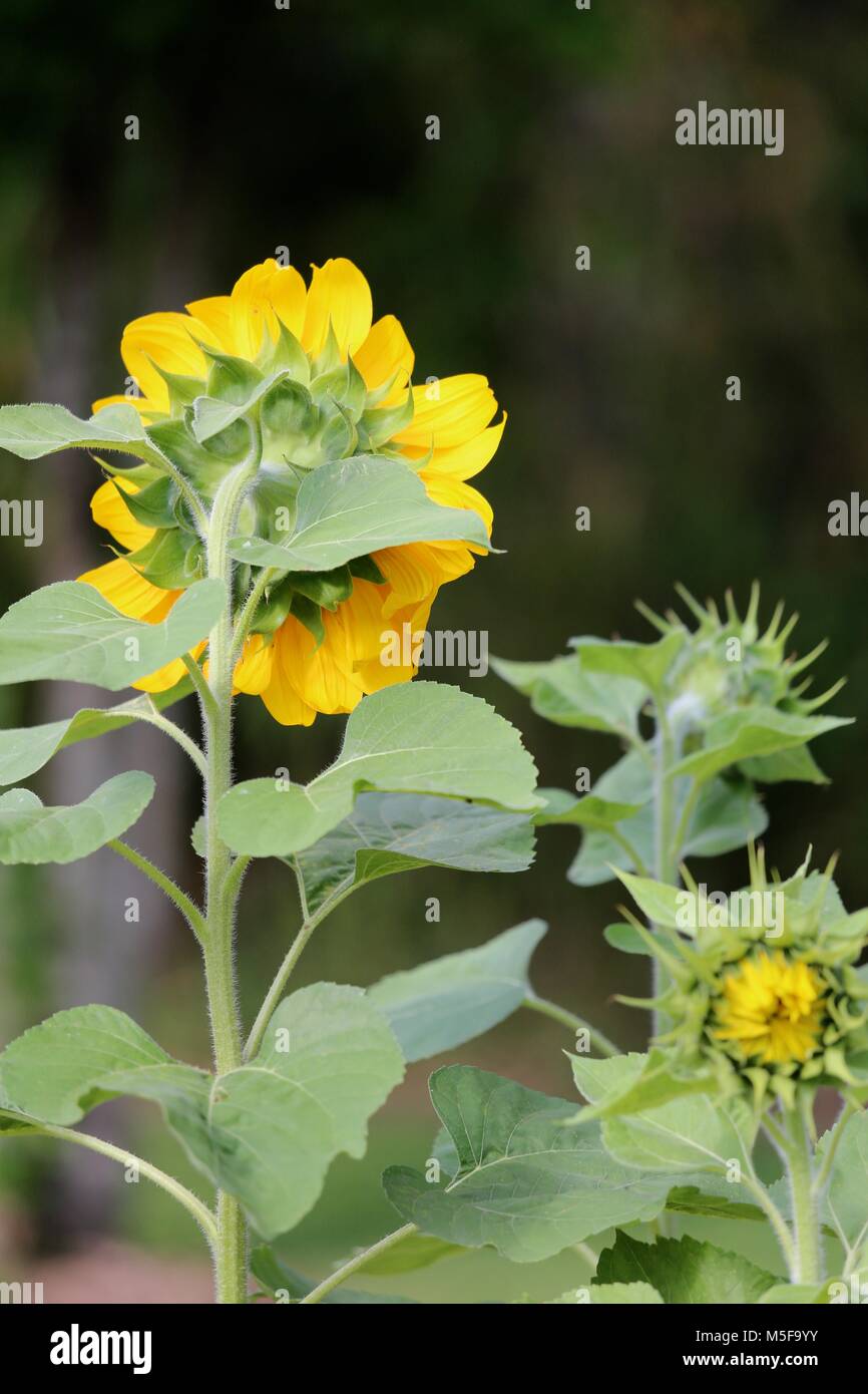 Different views of sunflowers hi-res stock photography and images - Alamy