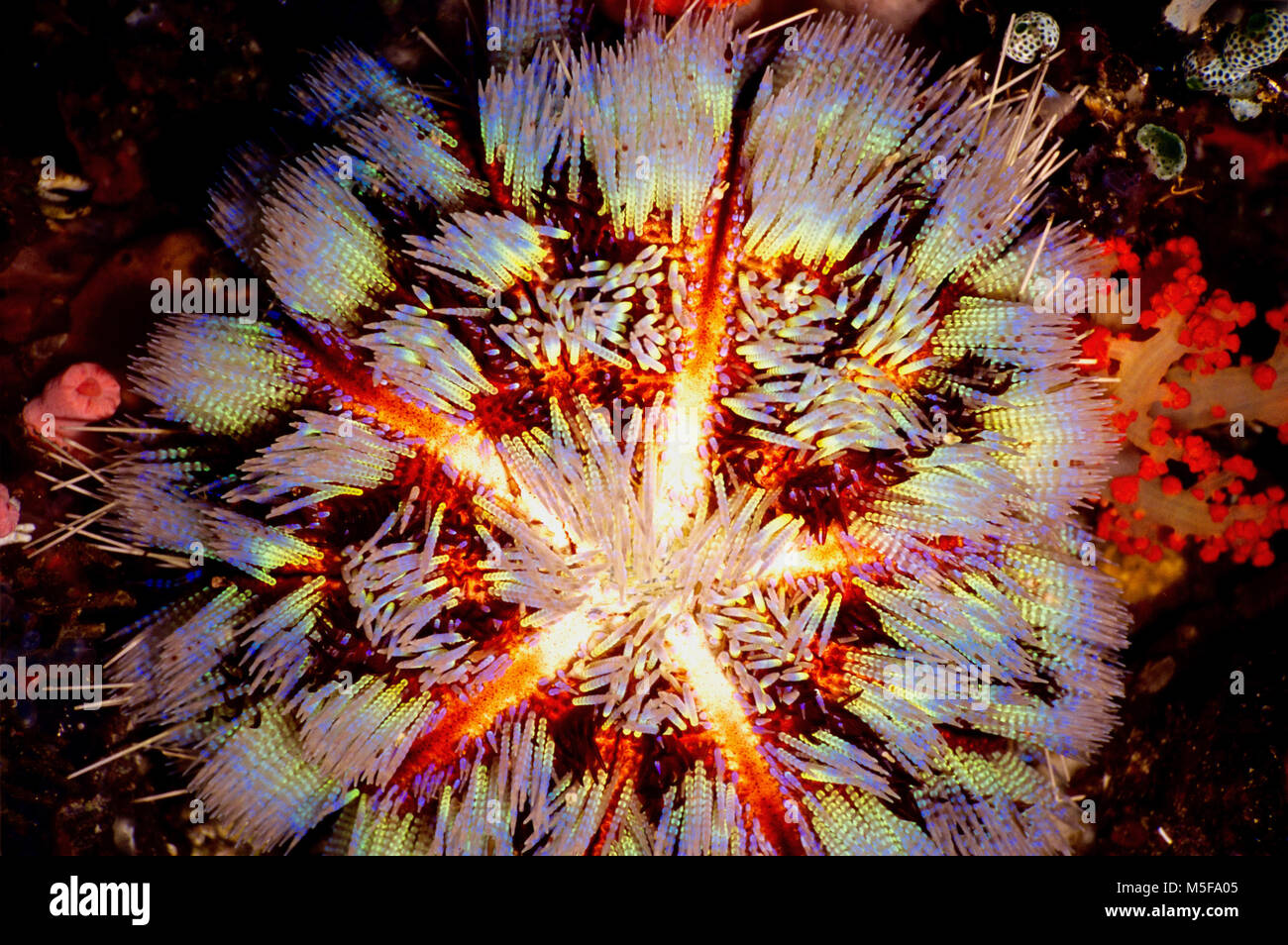 Stings sometimes fatal hi-res stock photography and images - Alamy