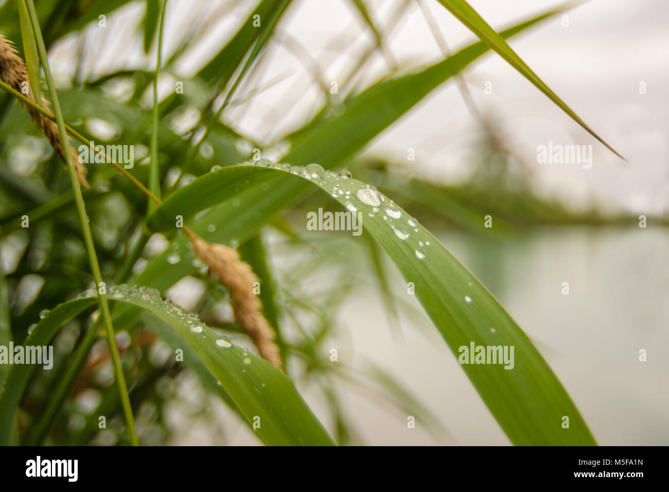 Reed leaf hi-res stock photography and images - Alamy