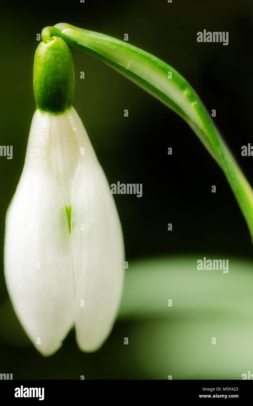 a single snowdrop closeup Stock Photo - Alamy