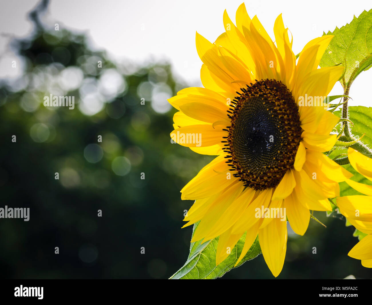 a sunflower closeup in sunlight Stock Photo - Alamy